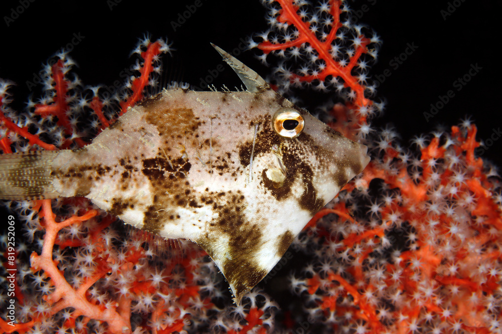 Pigfaced Leatherjacket (Paramonacanthus choirocephalus, aka Whitebar ...