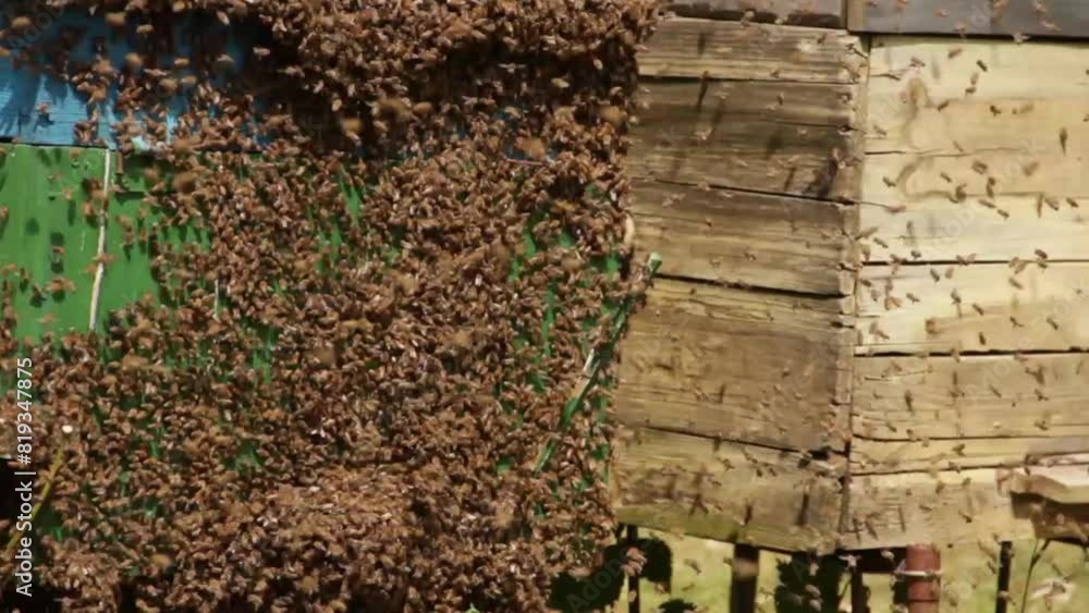 a large swarm of bees independently populates the hive Stock Video ...