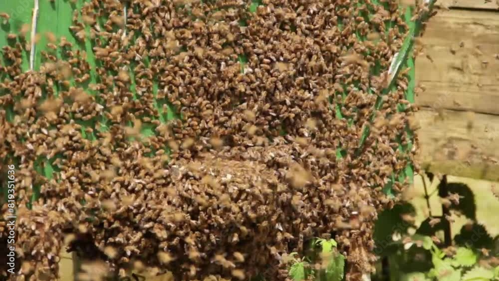 a large swarm of bees independently populates the hive Stock Video ...