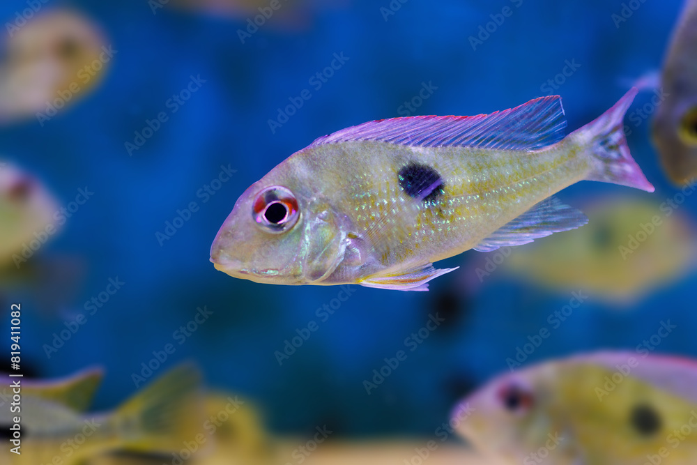 Red Head Tapajos freshwater fish - Geophagus sp. Stock Photo | Adobe Stock