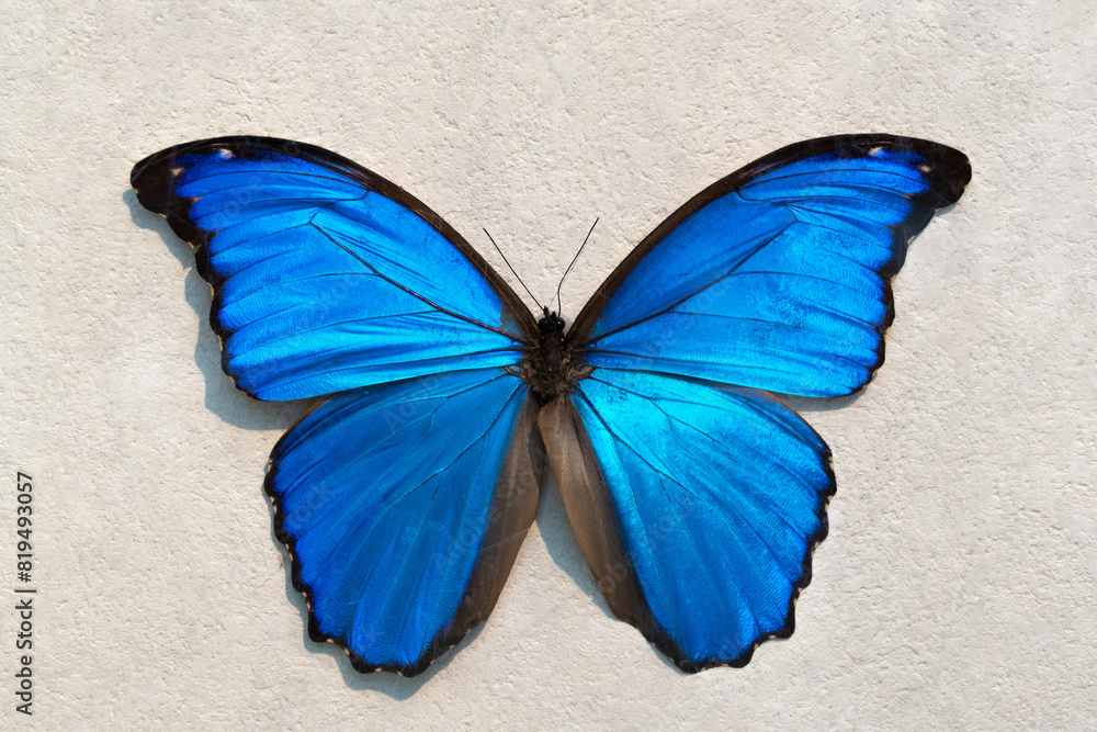 Blue butterfly, Morpho menelaus, isolated on white background. Stock ...