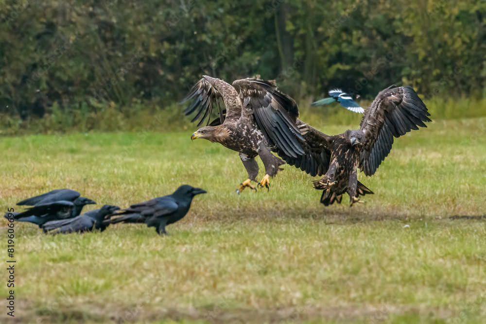 White Tailed Eagle (Haliaeetus albicilla) in flight. Also known as the ...