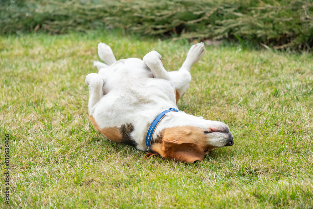 Cute, funny and happy dog lying on back at green grass lawn, upside ...