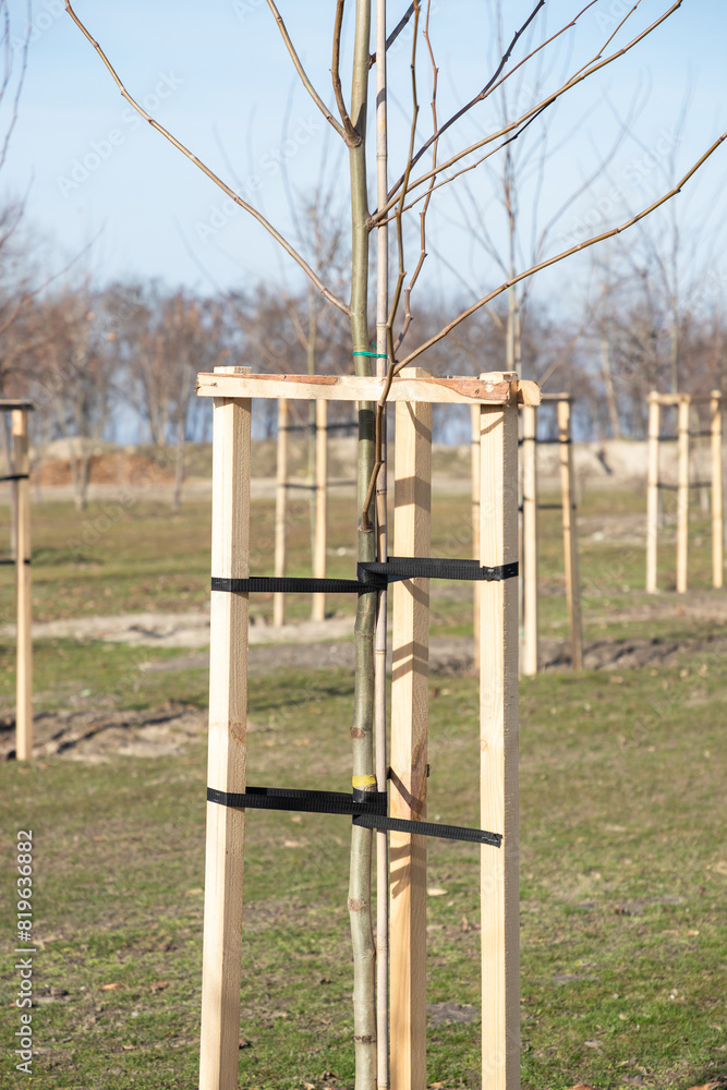 Tree Supports-young trees being supported by wooden stakes. Young tree ...