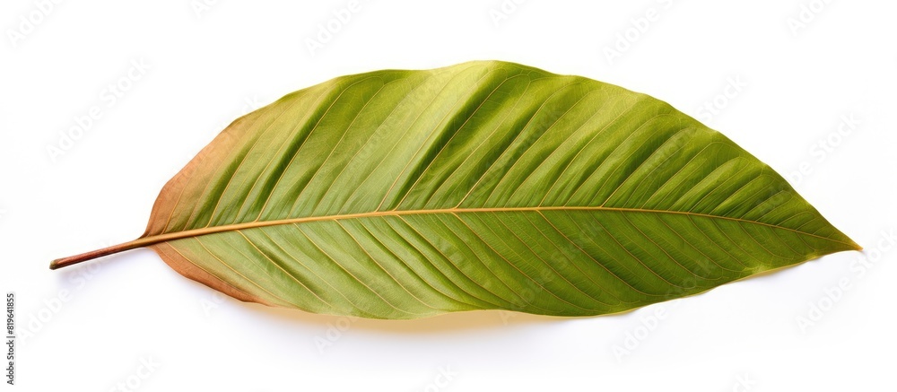 Isolated on a white background a Broad Leaf Mahogany Swietenia ...