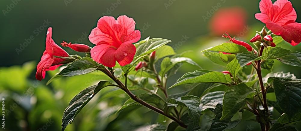 The medicinal Impatiens balsamina rose balsam plant historically used ...