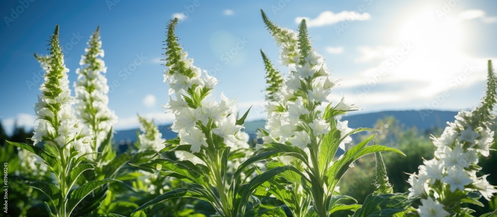 Acanthus spinosus a tall perennial herb with spiky leaves blossoms in a ...