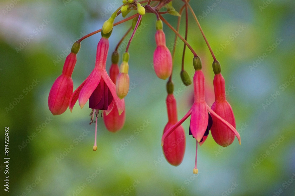 Fuchsia magellanica beautiful flower or hummingbird fuchsia. Close up ...