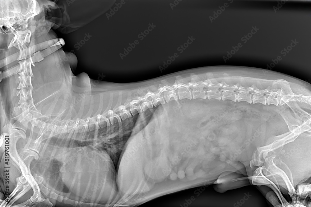 X-ray of the dog, treatment of the spine in a modern veterinary clinic ...