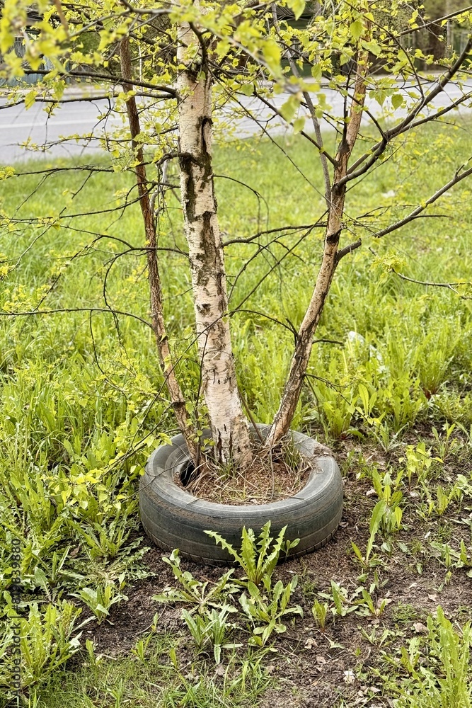 A sapling has been planted within an old tire, repurposed as a garden ...