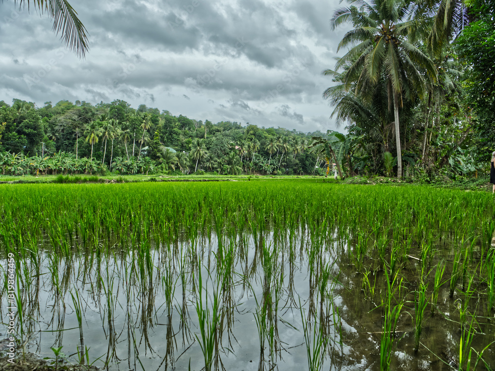 Green rice fields on the Philippine island of Bohol Stock Photo | Adobe ...