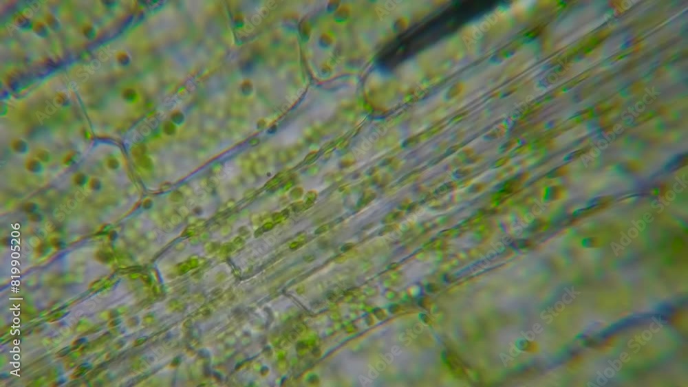 Motion Cells Chloroplast Under Microscope. Chlorophyll Cell Division. Cell Structure Leaf Plants ...