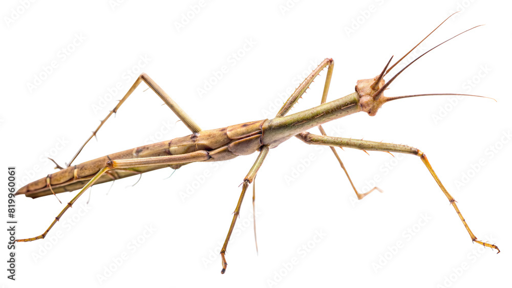 Stick Insect: A detailed image of a stick insect, showcasing its ...