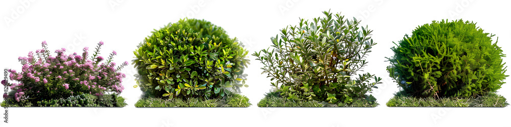 An assorted collection of five greenery SHRUBS, each isolated on a ...