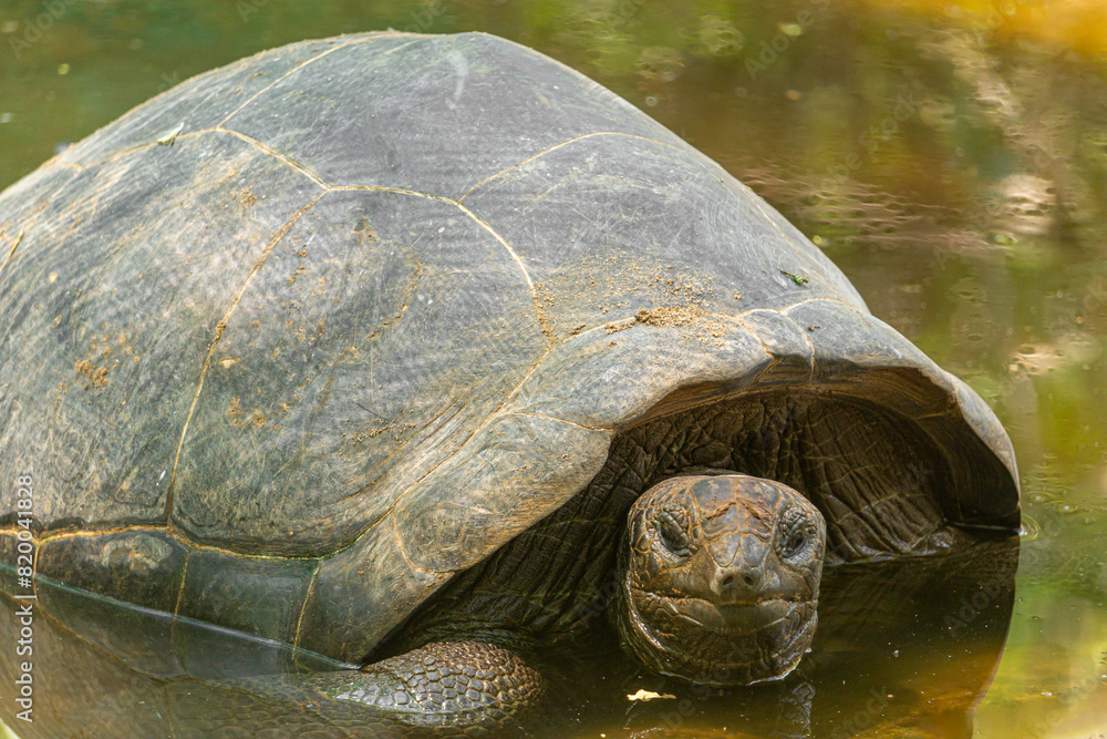 Aldabra giant tortoise Living At The Madras Crocodile Bank Trust and ...