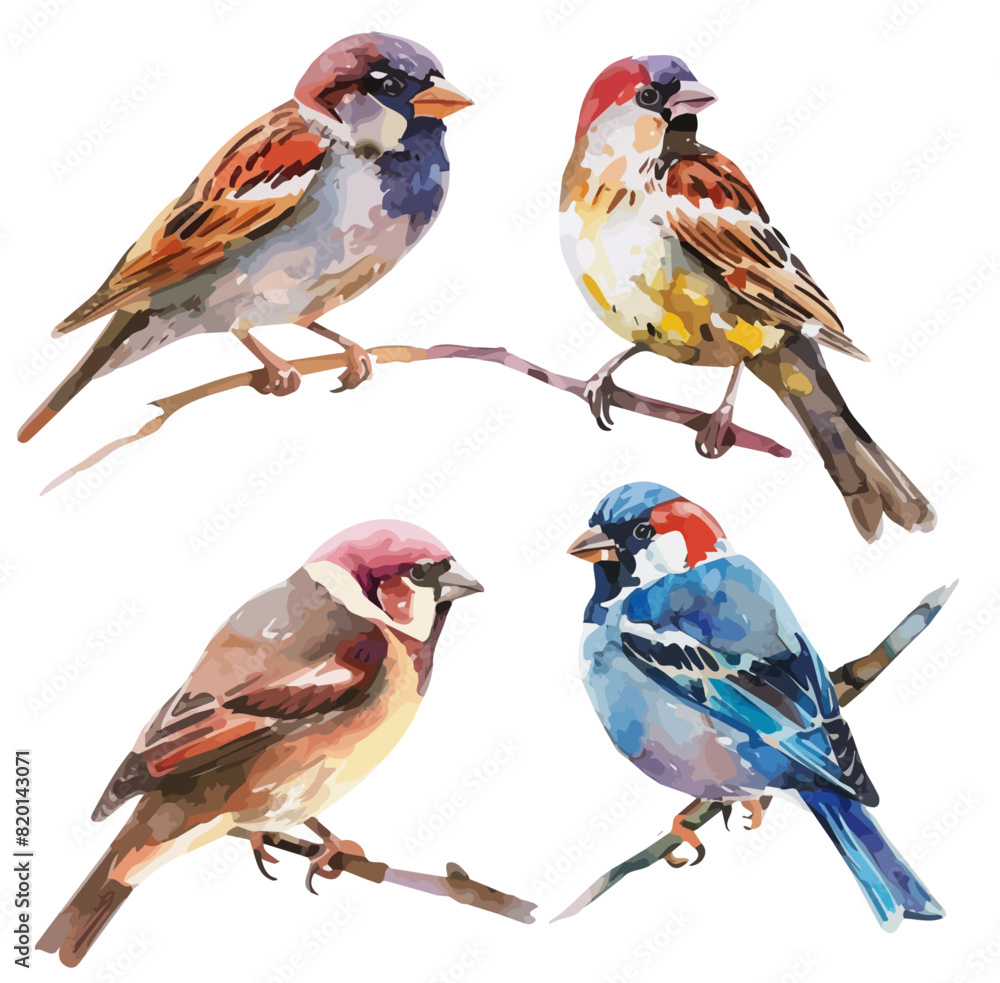 Watercolor of a sparrow set, isolated on a white background, sparrow ...