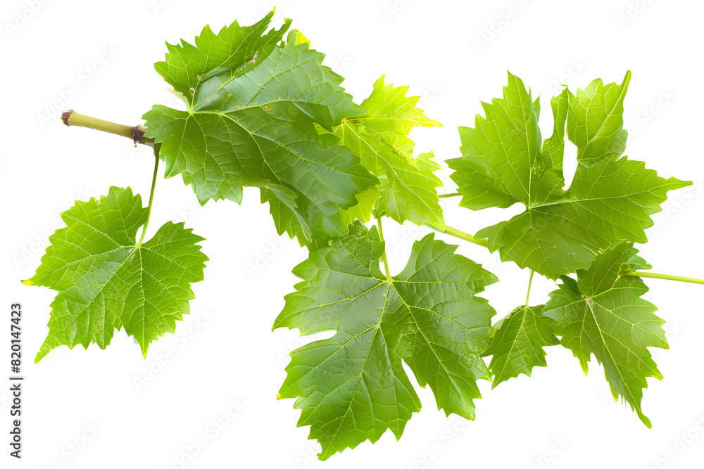 High resolution image of wild grape vine leaves isolated on white ...