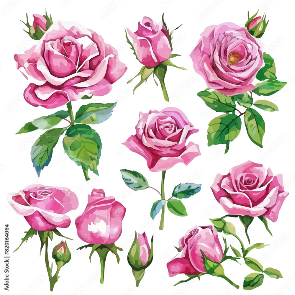 Watercolor of a pink rose, isolated on a white background, rose vector ...