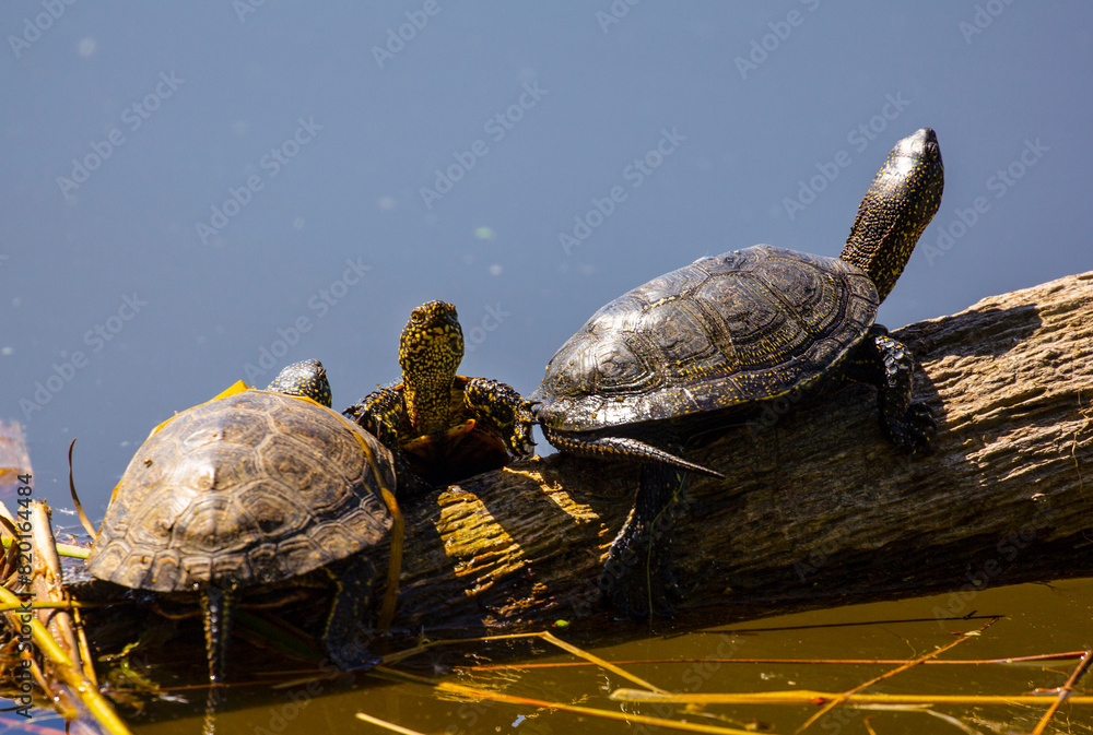 Swamp turtle. Emys orbicularis L. Swamp turtle - are predators. They ...