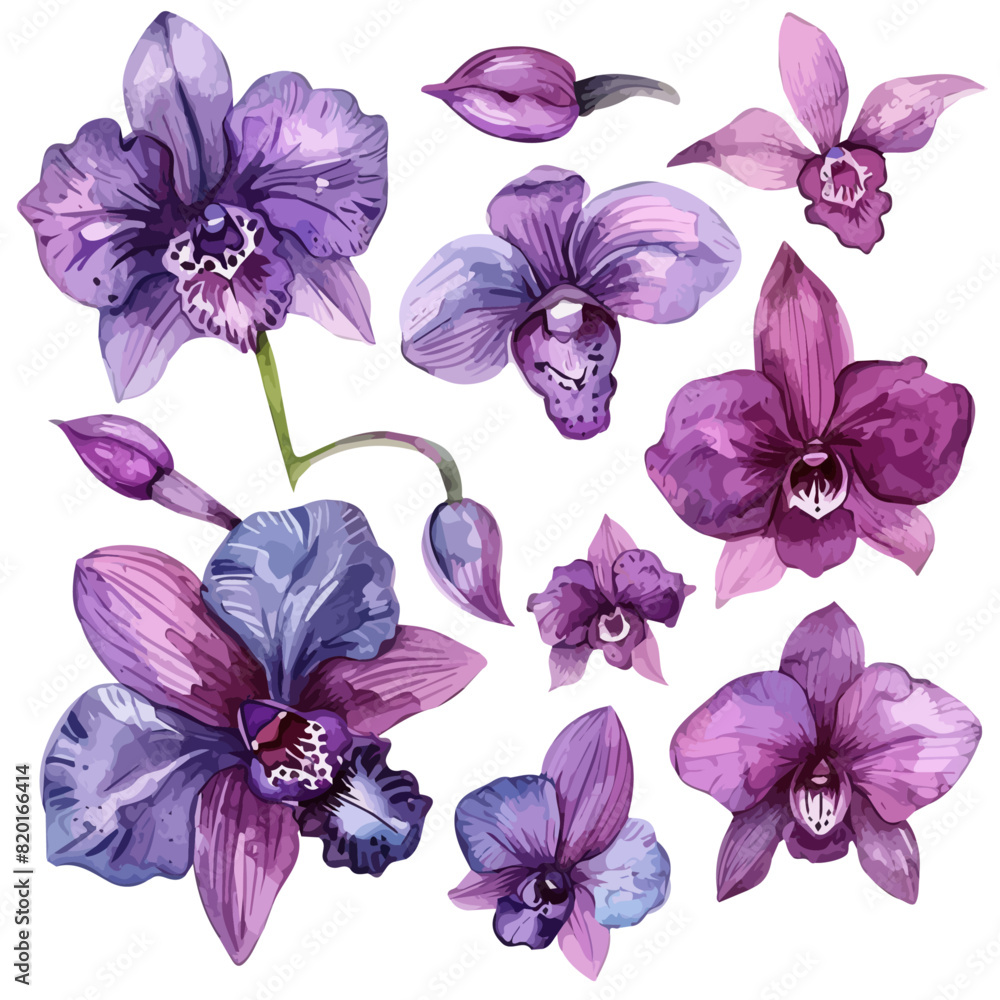 Watercolor painting of a purple orchid, isolated on a white background ...