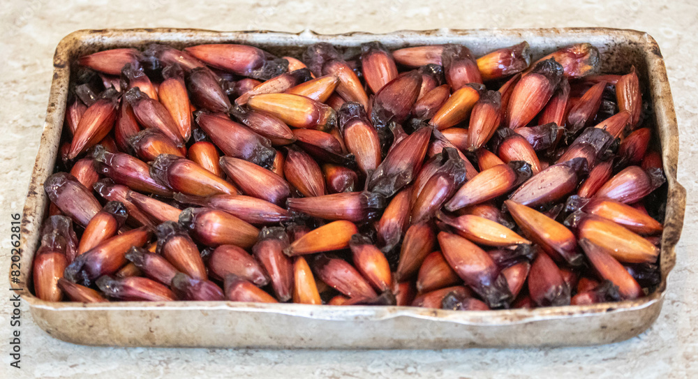 Pinhão fruit from Araucária angustifolia, pine from Paraná ( pinherio ...