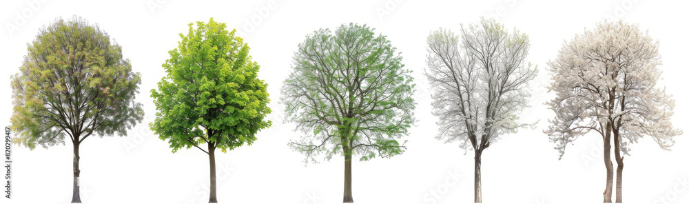 5 images of green trees isolated on white background, different angles ...