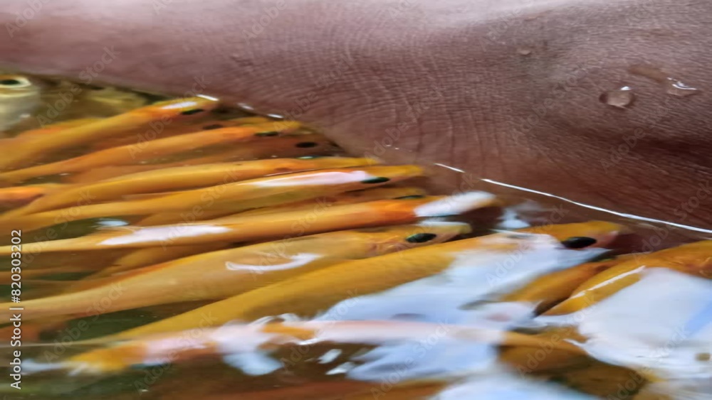 Osteochilus vittatus is a fish species that displays behavior suitable ...