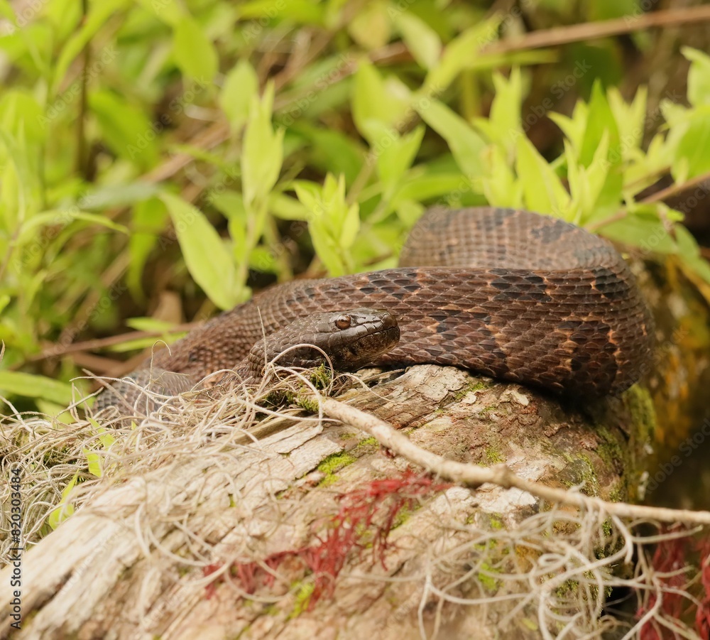 Gorgeous Non Venomous Water Snake Silver Springs State Park Ocala ...
