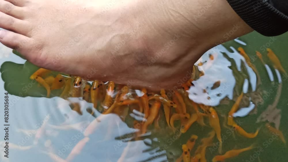 Osteochilus vittatus is a fish species that displays behavior suitable ...