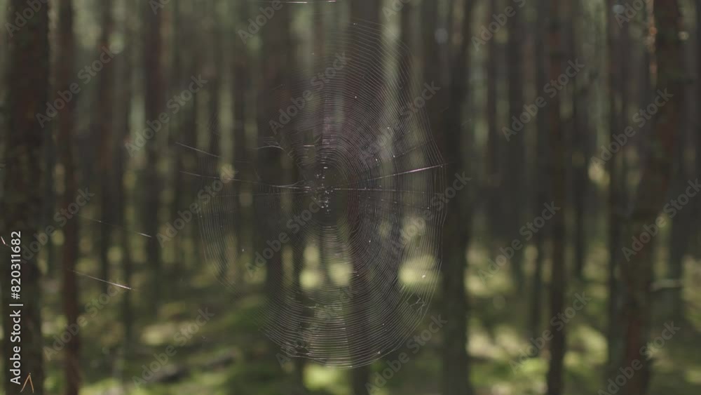Blurred forest landscape spider dangles from its web in nature ...