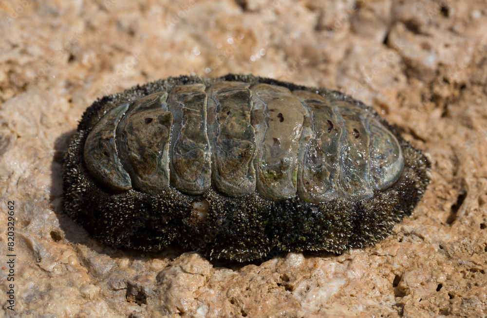 Acanthopleura haddoni, tropical species of chiton. The fauna of the Red ...