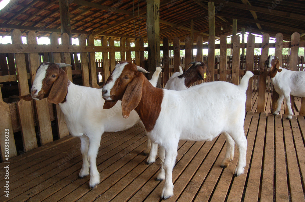 Young Boer goats in a stall in the goat and sheep pen is the ...