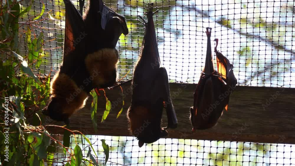 A close-up shot of a camp of little red flying foxes (Pteropus ...