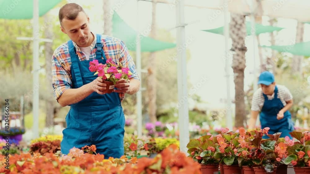 Male horticultural store employee puts in order showcase with flowering ...