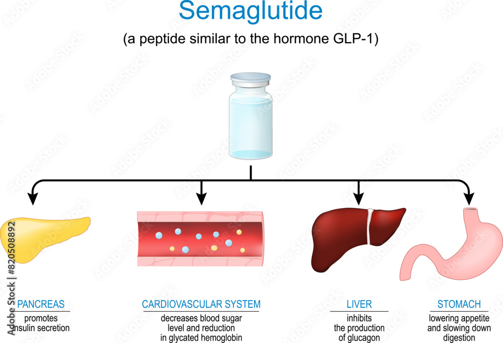 Semaglutide. Peptide hormone. Mechanism of action Stock Vector | Adobe ...