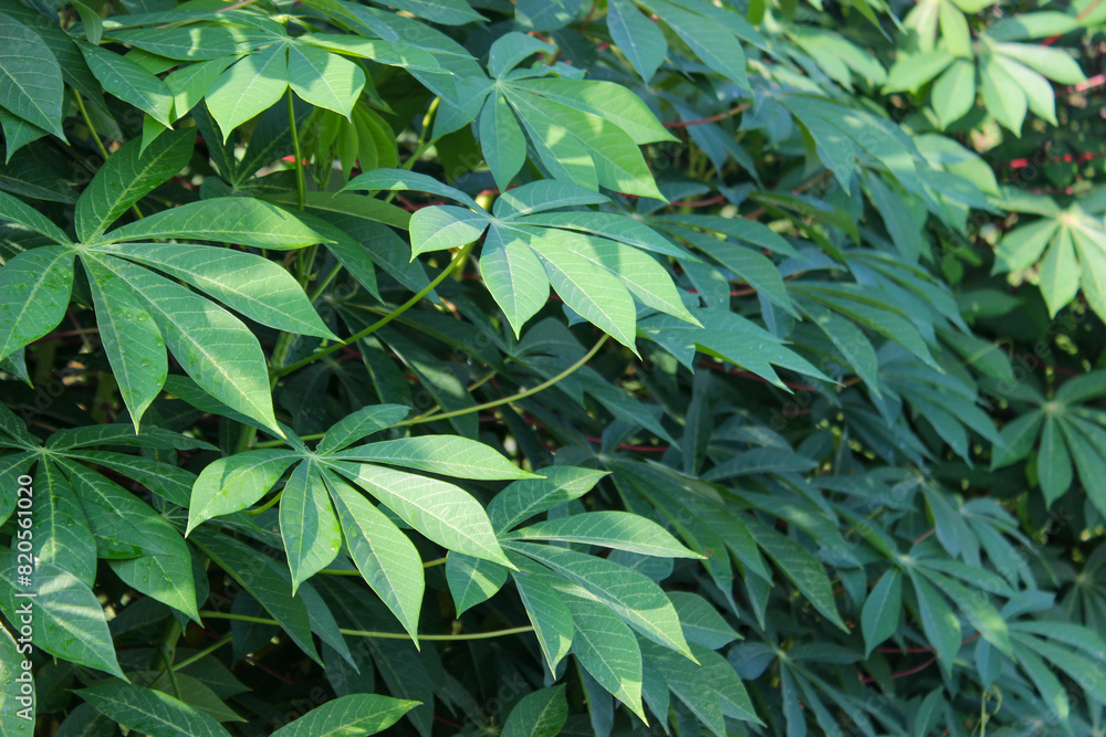 Cassava Leaves Green Cassava Leaves Cassava Leaves Background Cassava Leaves Plant Or Daun