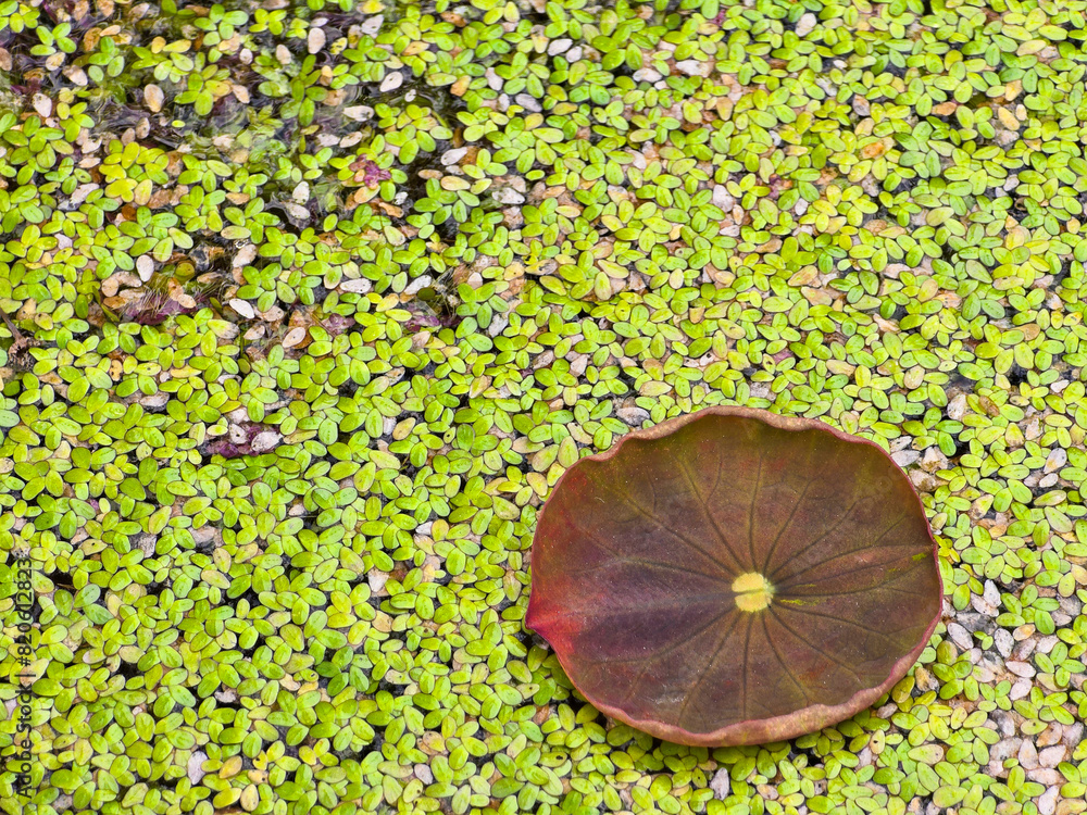 Top View of Green Duckweed with a Dried Lotus Leaf: A Contrast of ...
