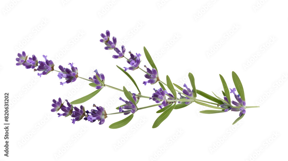 lavender isolated on white or transparent png Stock Photo | Adobe Stock