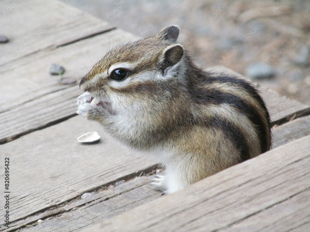 Striped Asian Siberian chipmunk (Latin Tamias sibiricus) rodent of the ...