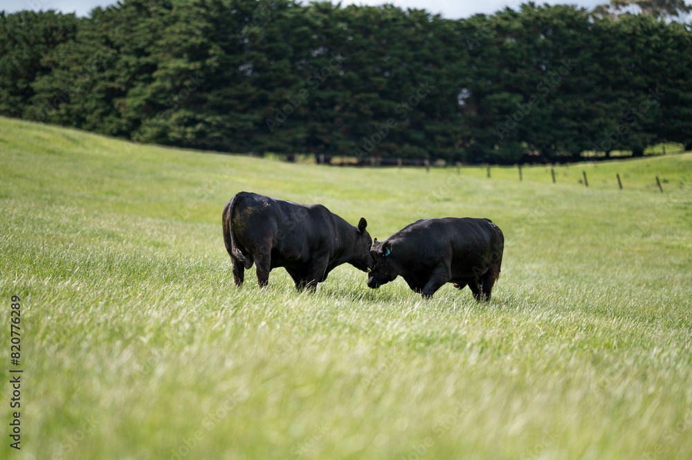 beautiful cattle in Australia eating grass, grazing on pasture. Herd of ...