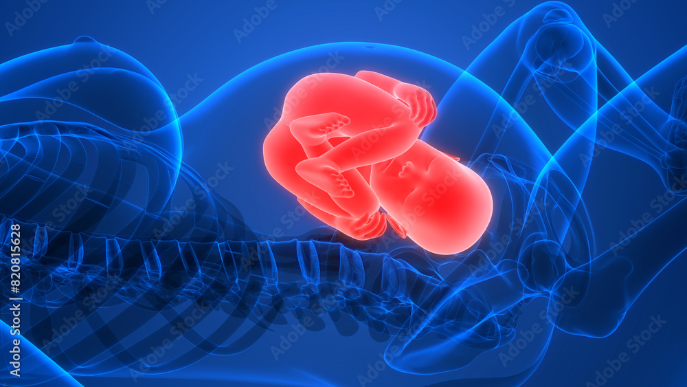 Human Fetus Baby in Womb Anatomy Stock Illustration | Adobe Stock