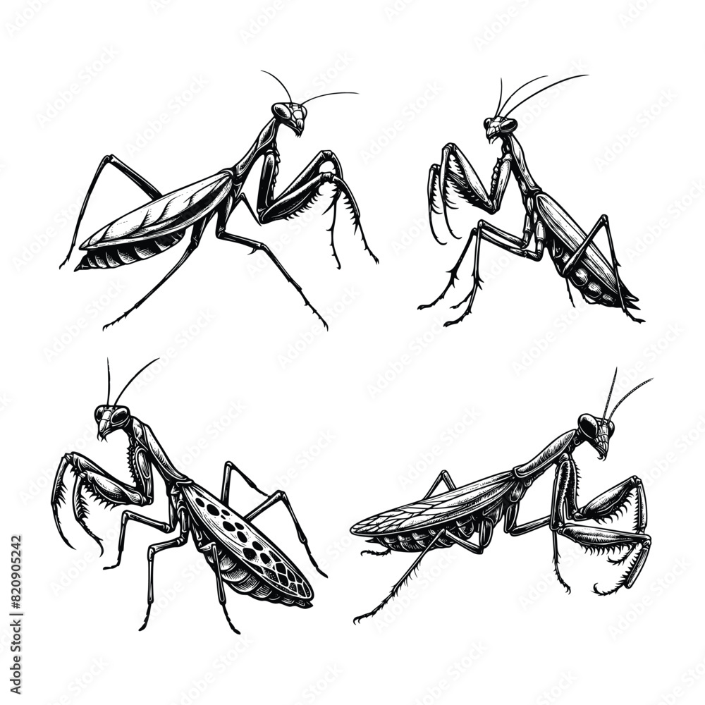 set of mantis illustration. hand drawn praying mantis black and white ...