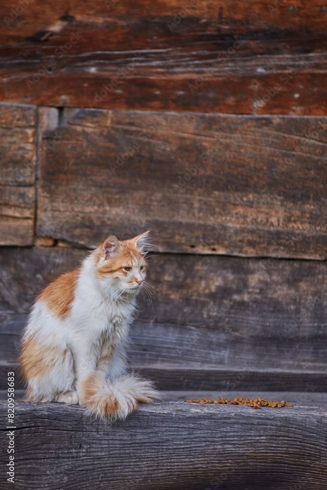 group of five friendly cats with different coat colors posing side by ...