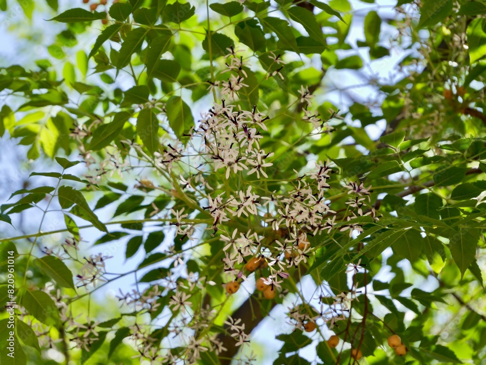 Flowers of the chinaberry tree, pride of India, bead-tree, Cape lilac ...