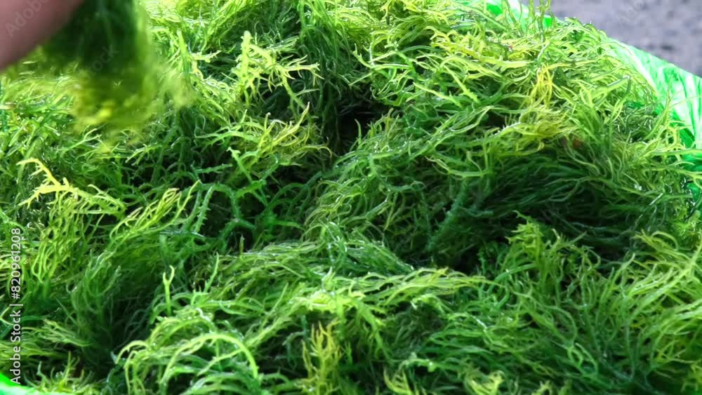 A closeup of Farmed Seaweed that has just been newly harvested and is ...