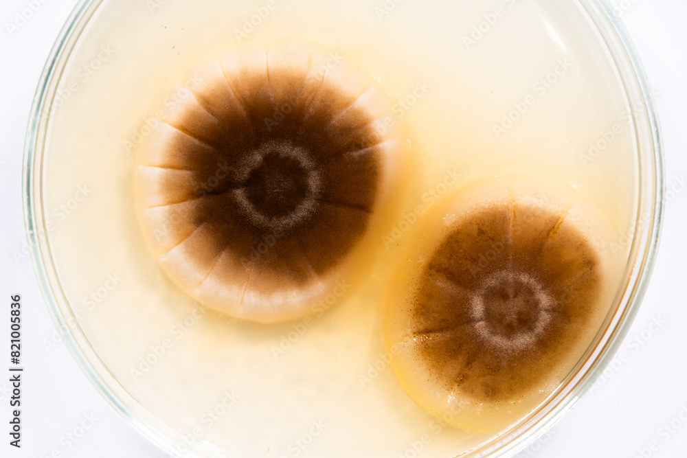 Colony morphology of Yeast and mould. Fungal colony morphology. Fungal ...
