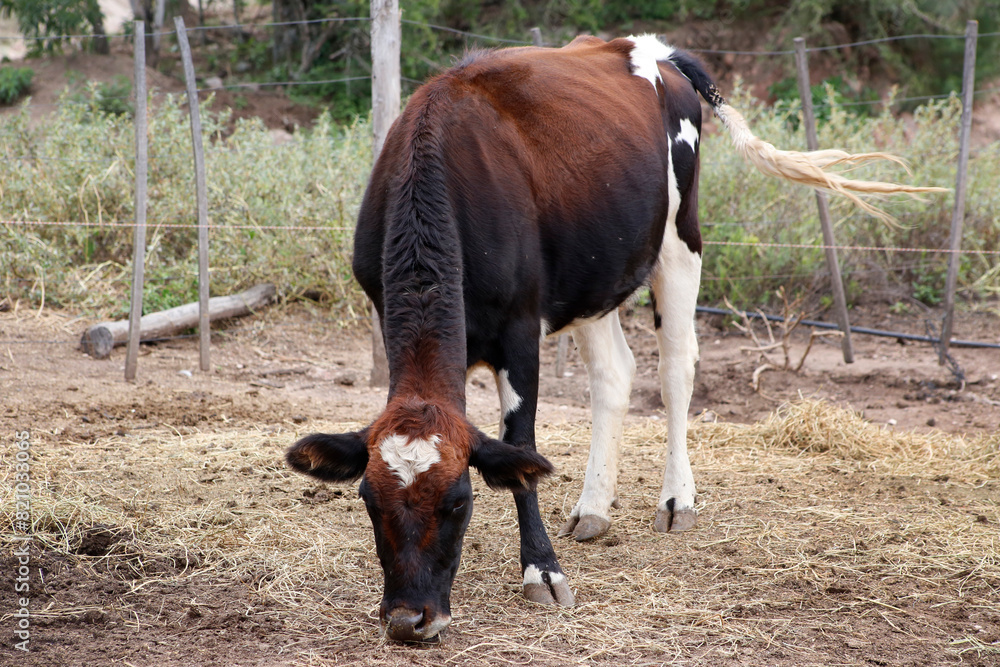 Tricolor cow eating grass in farm corral. Domestic farm animal. Dairy ...