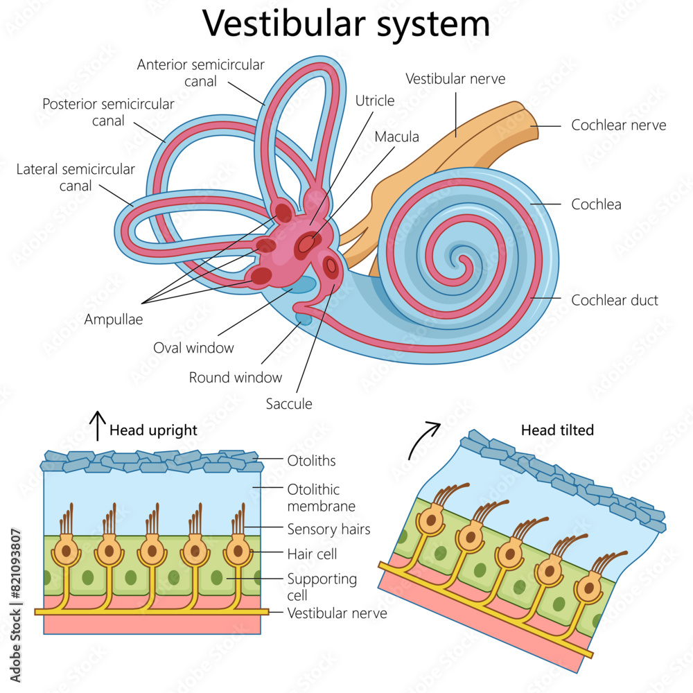 human vestibular system, highlighting its structure and components for ...