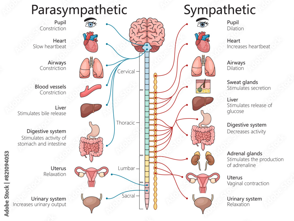 Poster parasympathetic and sympathetic nervous systems, various organs ...