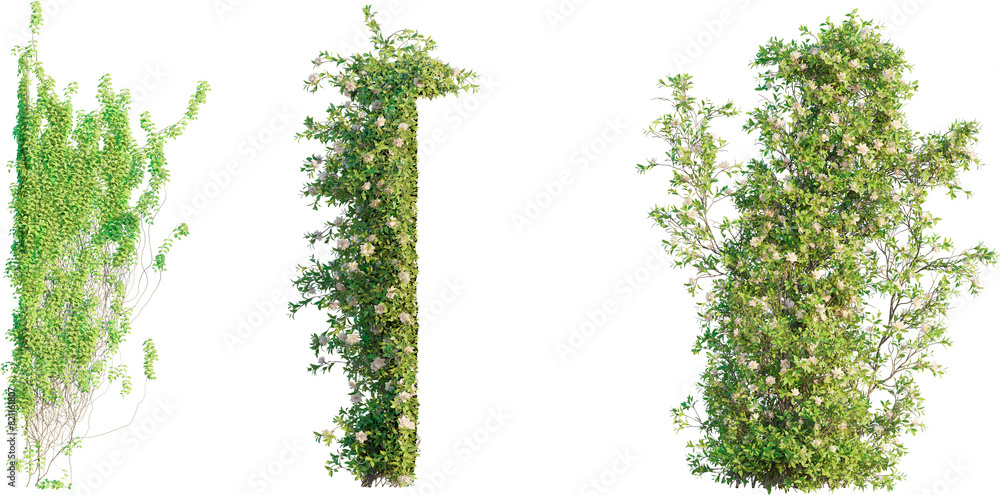 Vine plant 4k png cutout isolate Stock Photo | Adobe Stock
